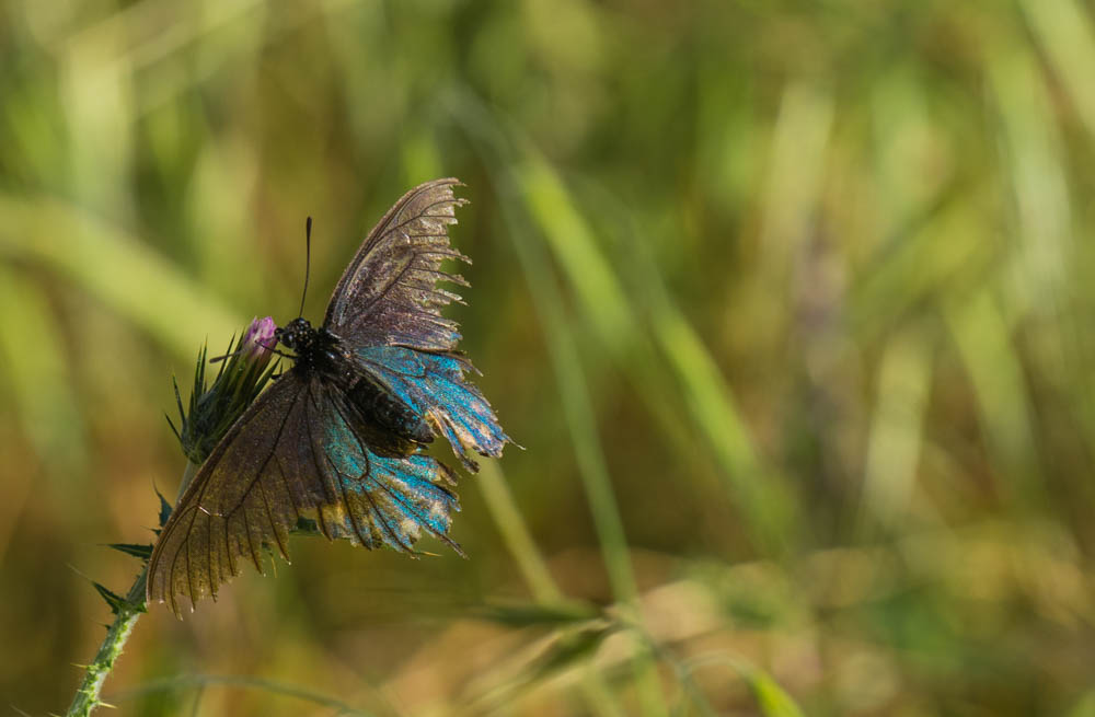 Photographing at Effie Yeaw Nature Center – Action Camera Blog