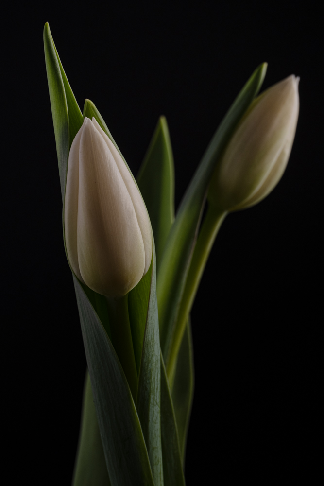 Stuck at Home – Photographing Flowers – Action Camera Blog